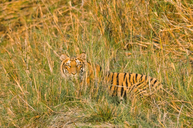 Exploring Chitwan National Park Before Visit Guide - B4VISIT